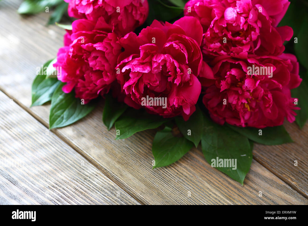 Border red pink peonies hi-res stock photography and images - Alamy
