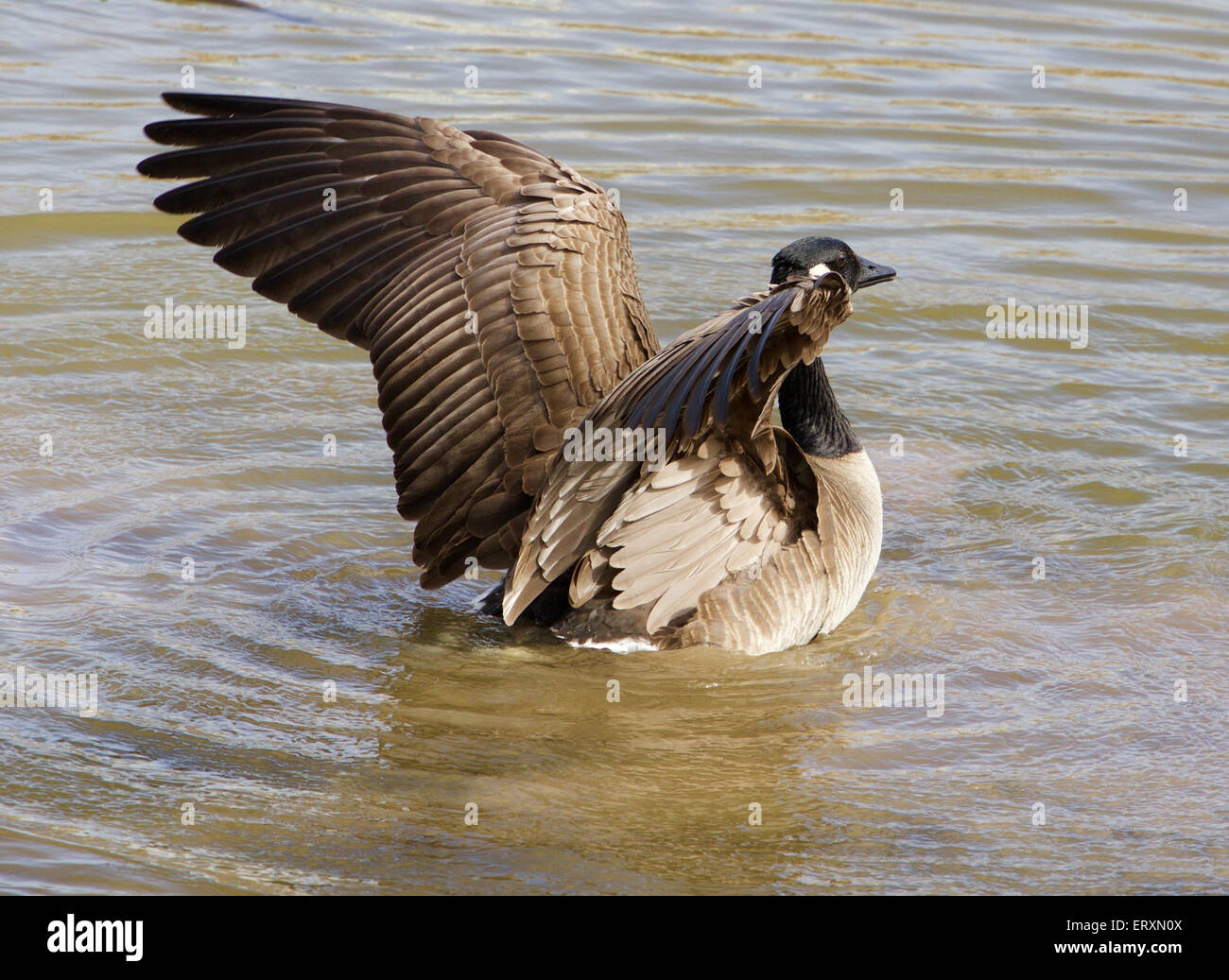 Beautiful wings of a cackling goose Stock Photo - Alamy