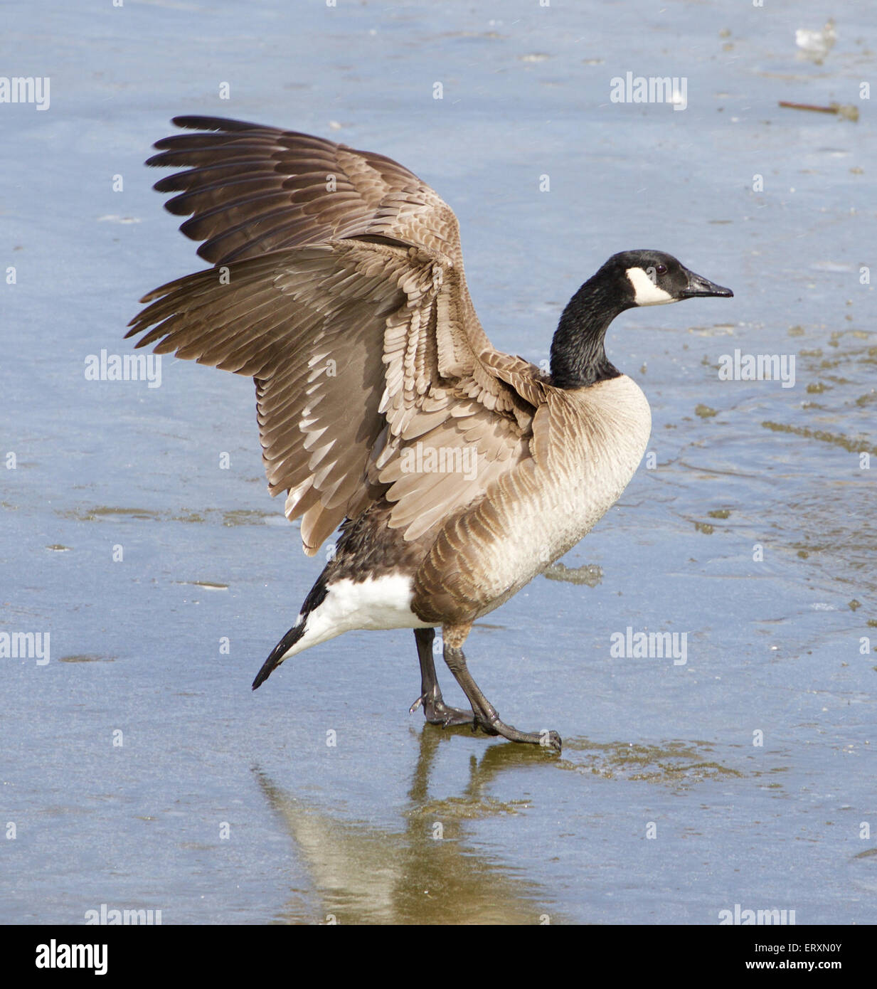 Beautiful cackling goose spreads his wings Stock Photo - Alamy