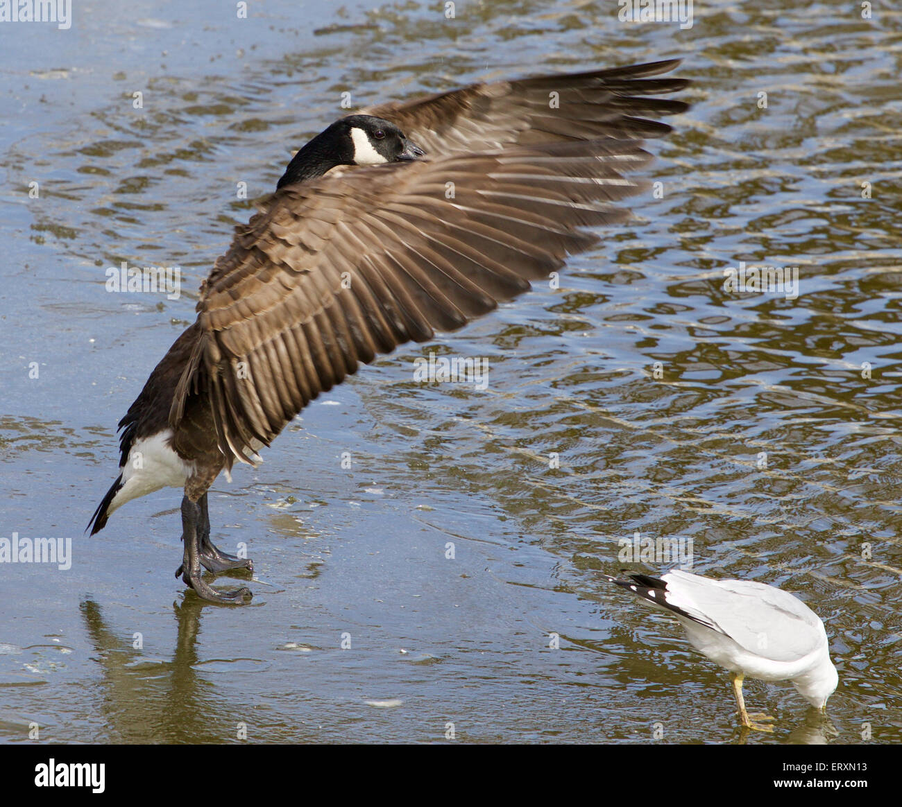 Go away. It's my territory Stock Photo - Alamy