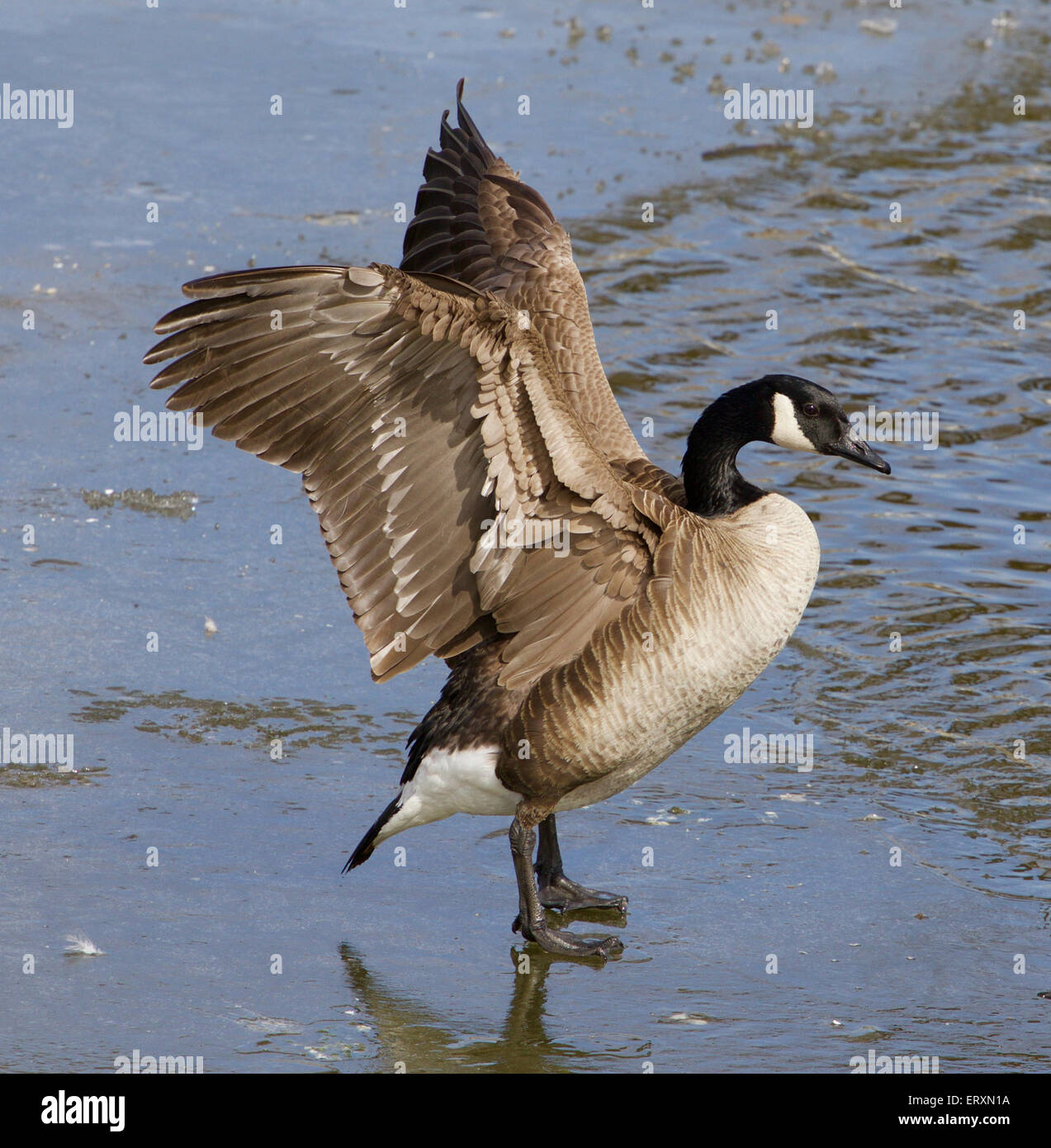 The cackling goose close-up Stock Photo - Alamy