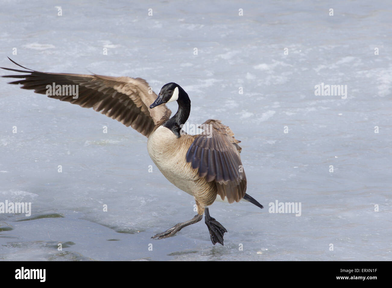 Beautiful jump hi-res stock photography and images - Alamy