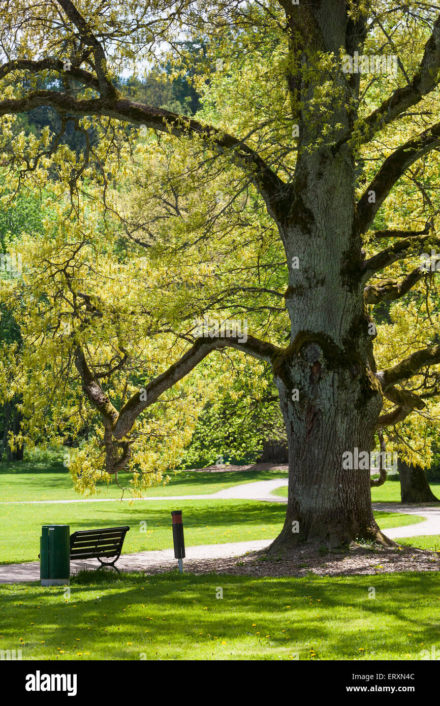 Nordic oak tree hi-res stock photography and images - Alamy