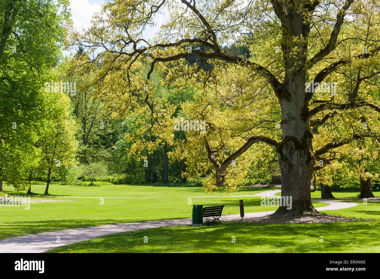 Old Oak Tree Stock Photo - Alamy