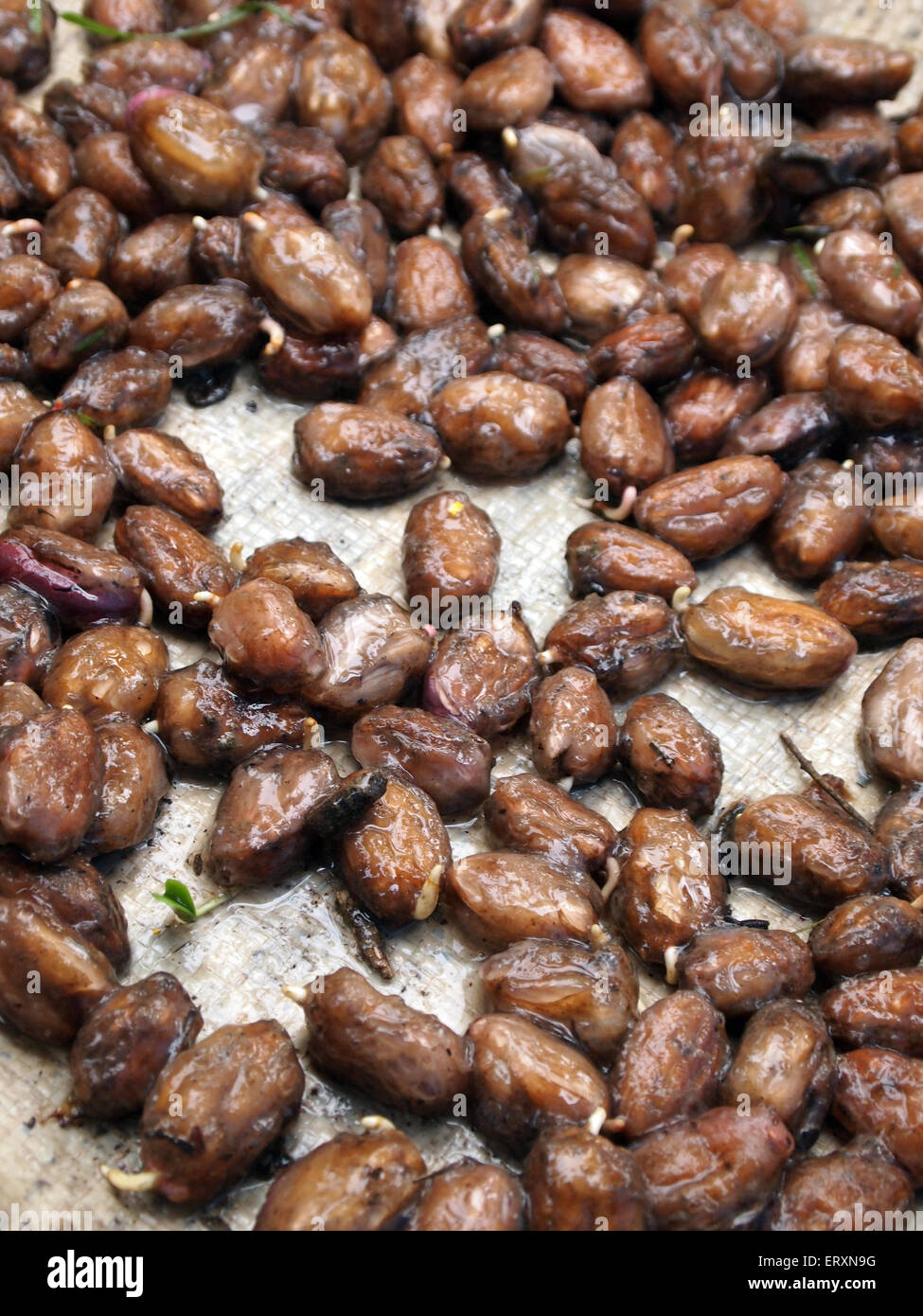 Cocoa plant hi-res stock photography and images - Alamy