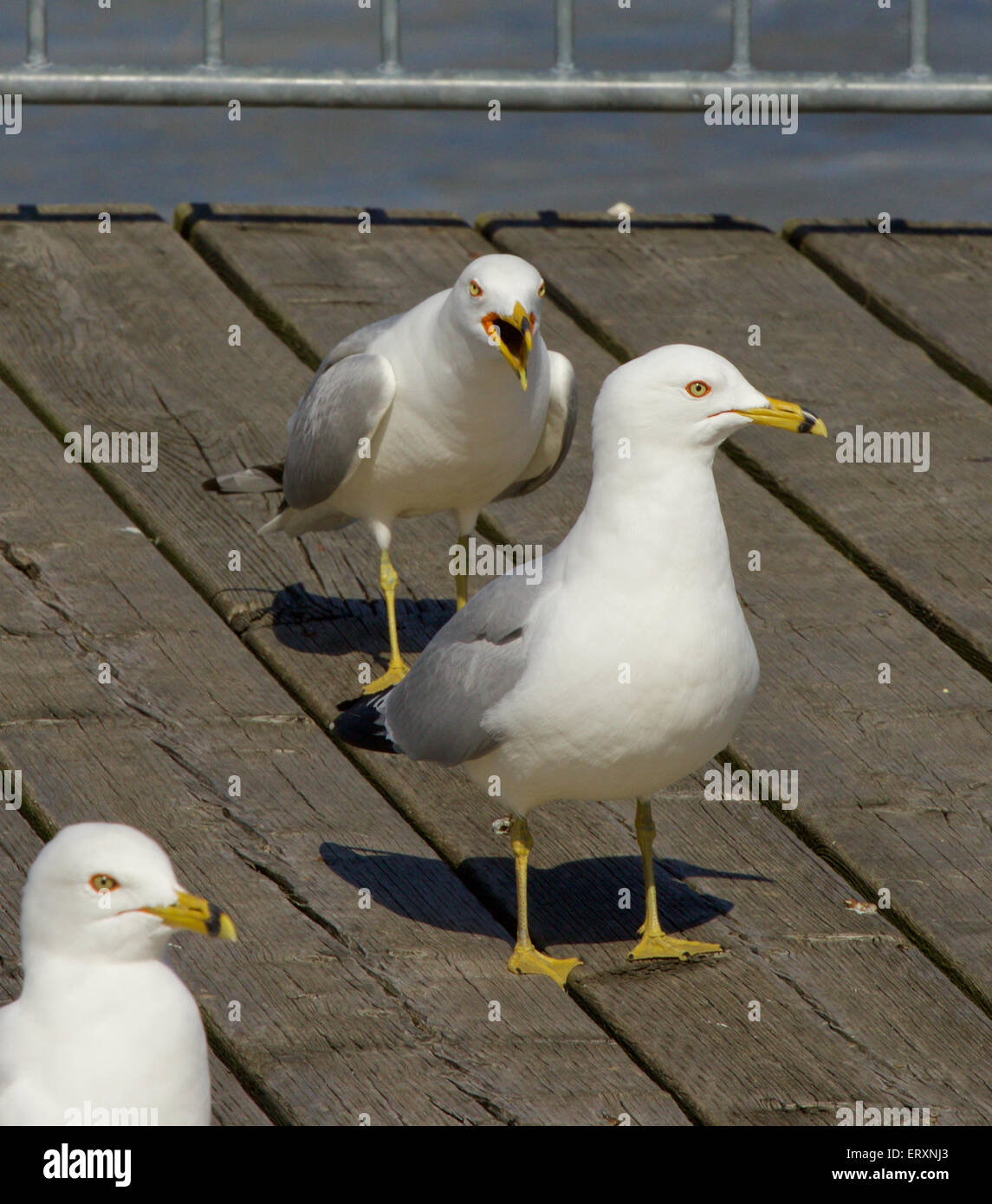 Boss bird hi-res stock photography and images - Alamy