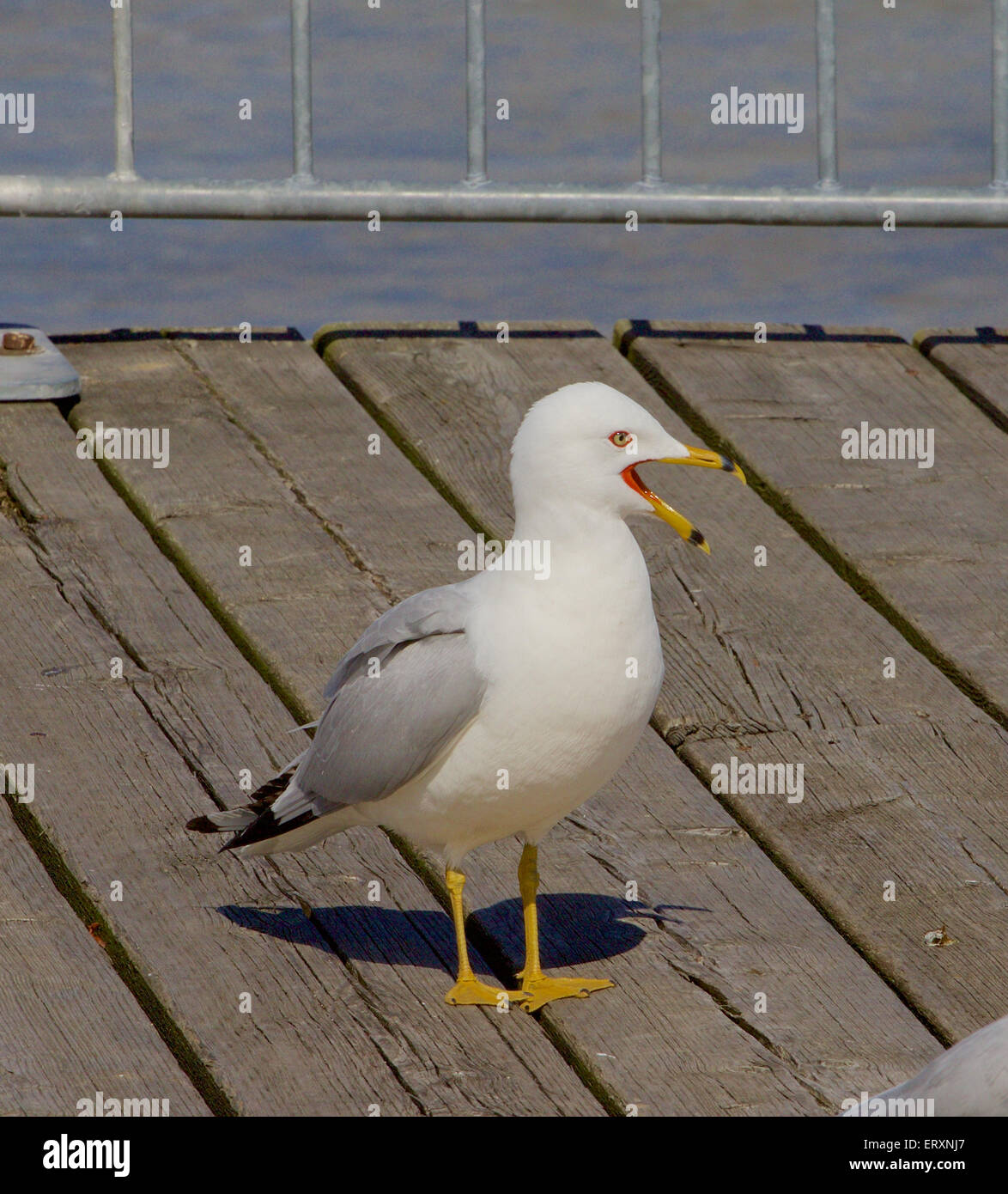 Funny gull hi-res stock photography and images - Alamy