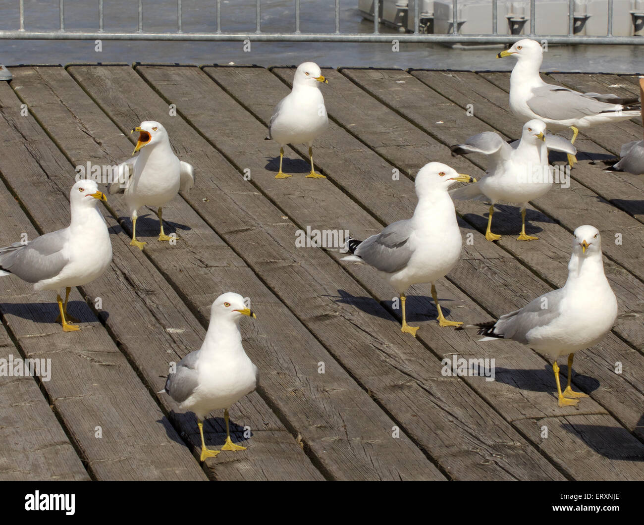 Coach upset hi-res stock photography and images - Alamy