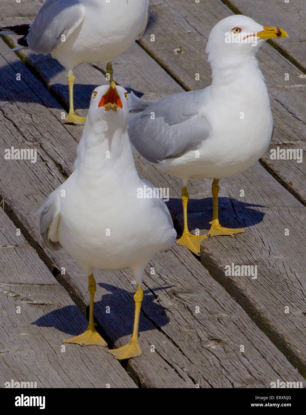 What is this Stock Photo - Alamy