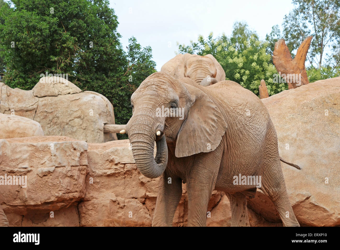 elephants in zoo Stock Photo - Alamy