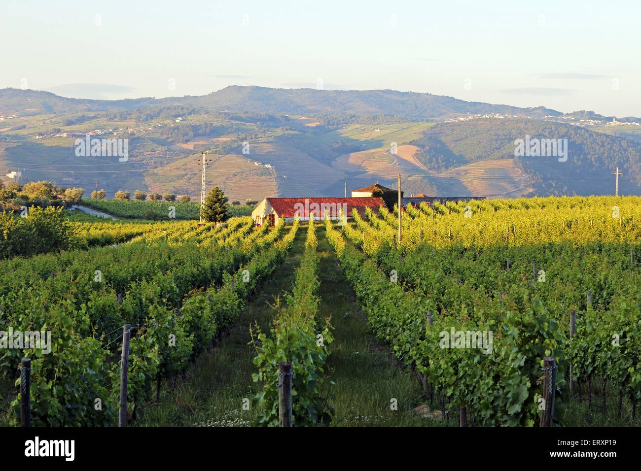 farmhouse in vineyard Stock Photo - Alamy