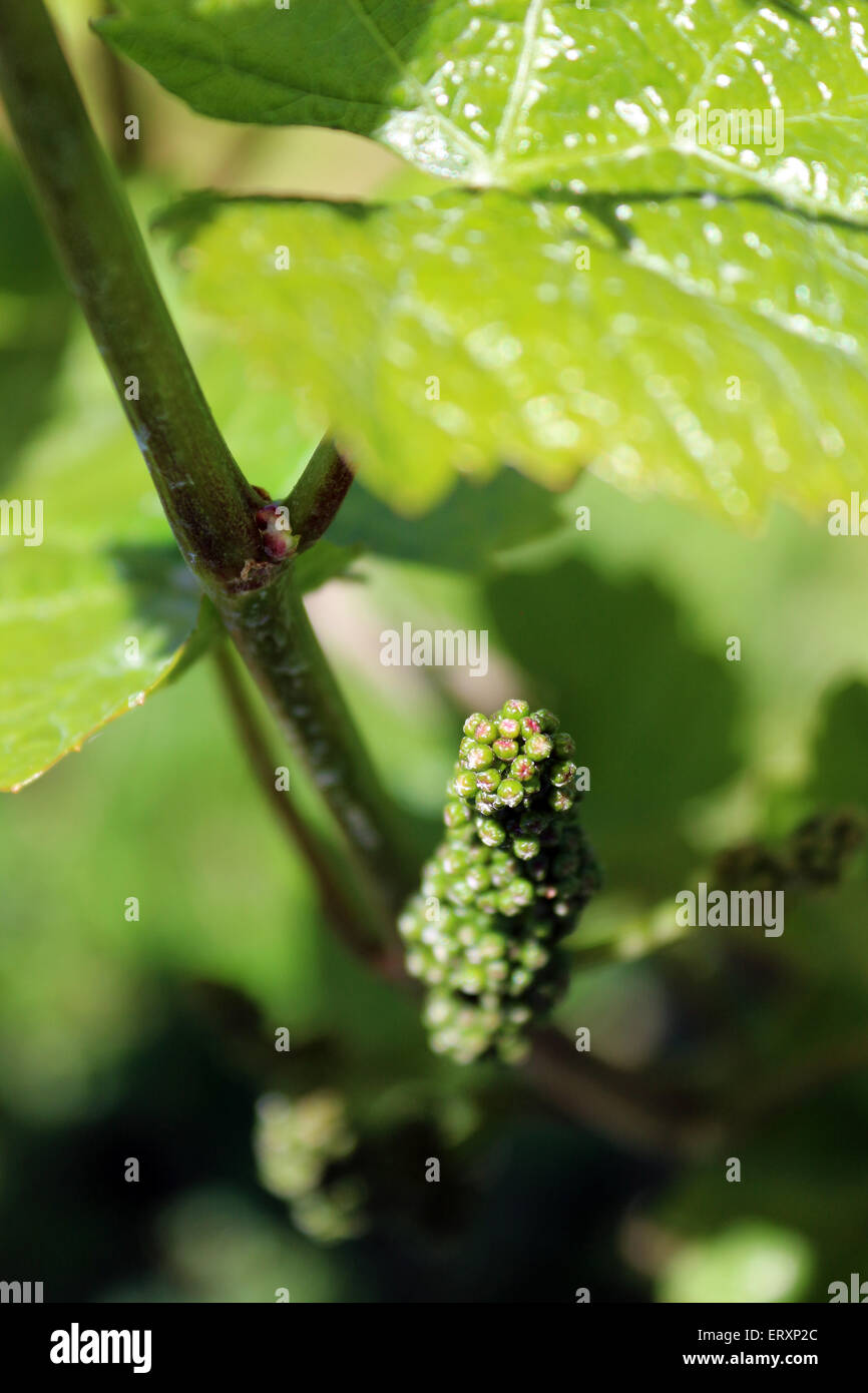 Grape flower hi-res stock photography and images - Alamy