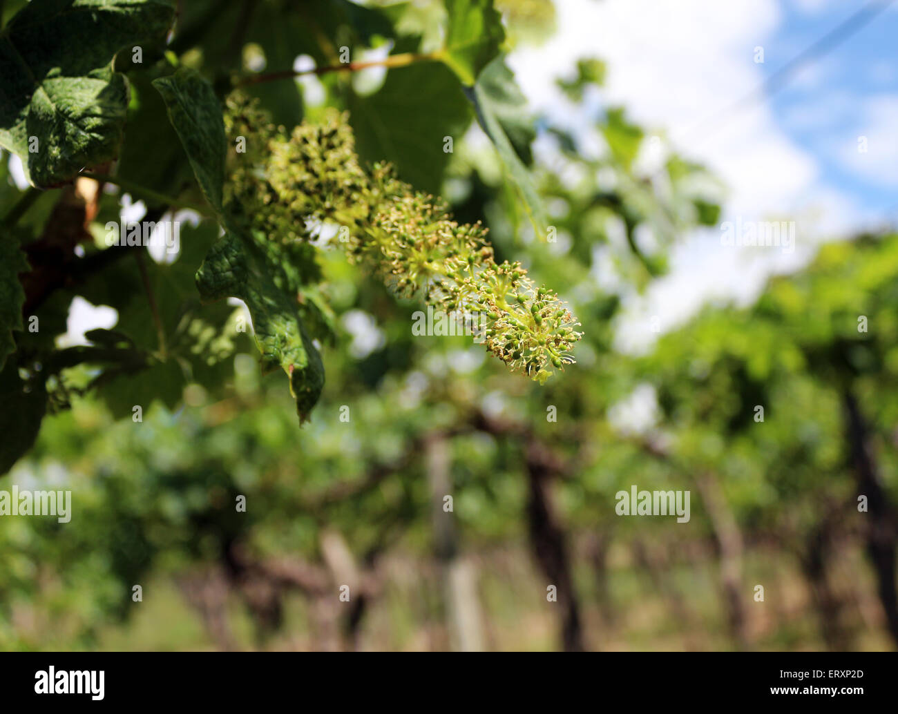 Grape flower hi-res stock photography and images - Alamy