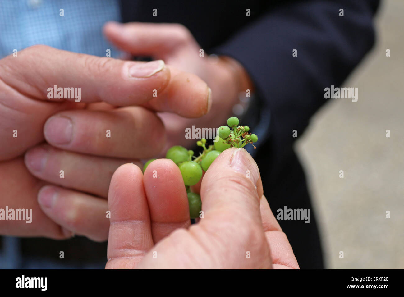 Hand holding grapes hi-res stock photography and images - Alamy