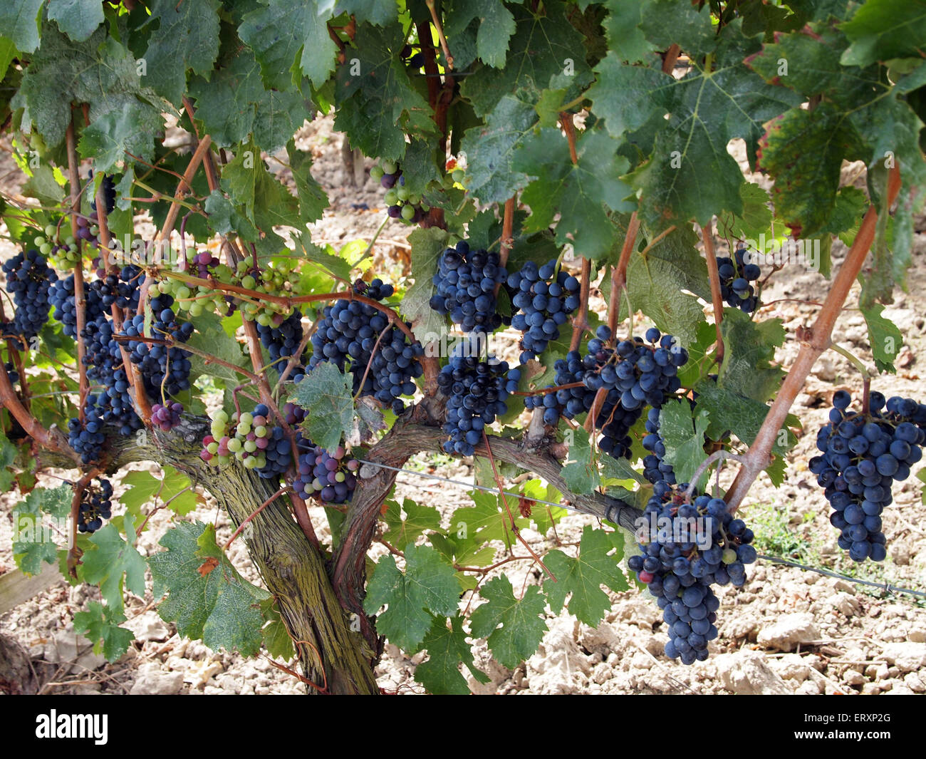grapes on vine Stock Photo - Alamy