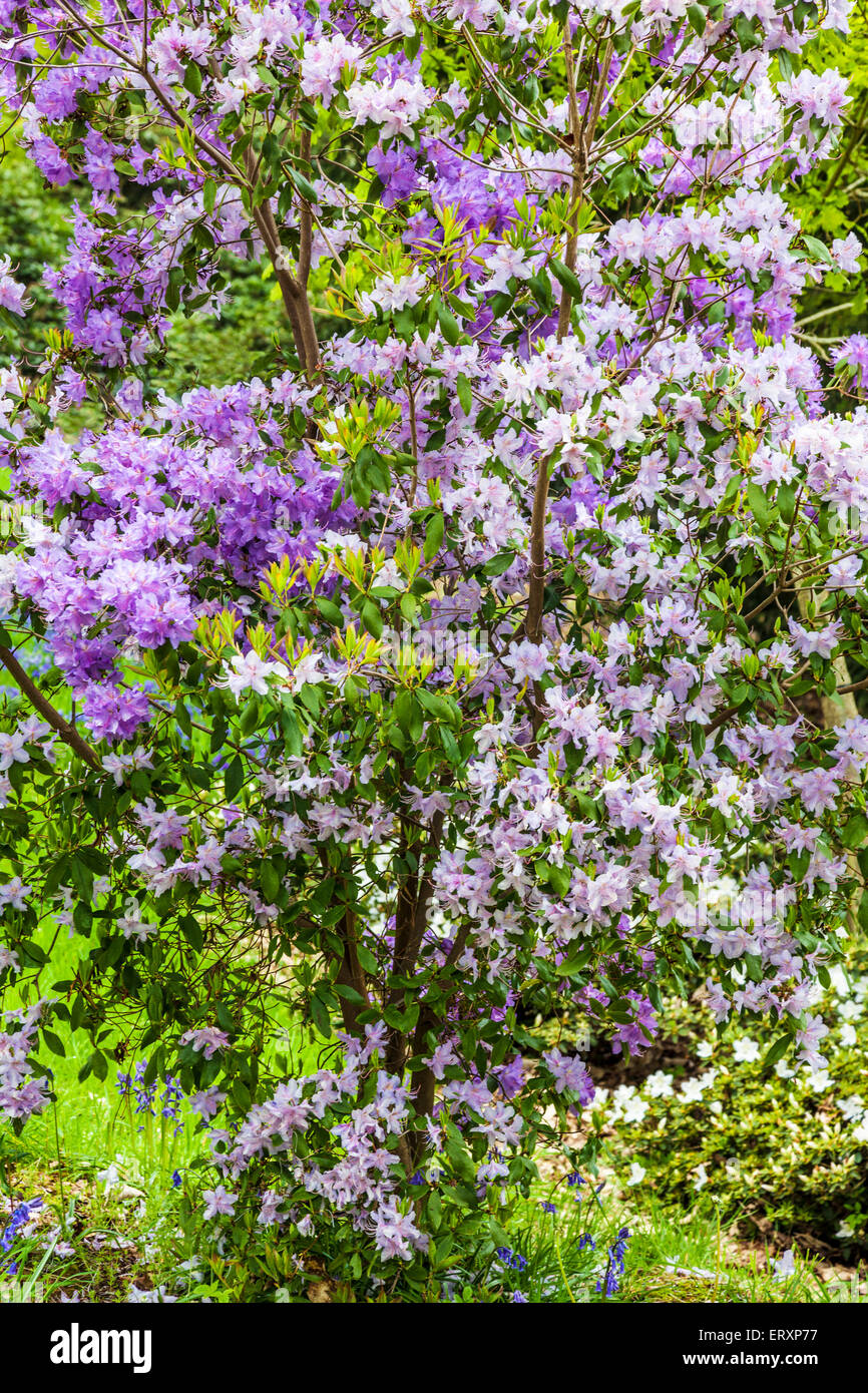 Rhododendron in the Jubilee Garden of the Bowood Estate in Wiltshire ...