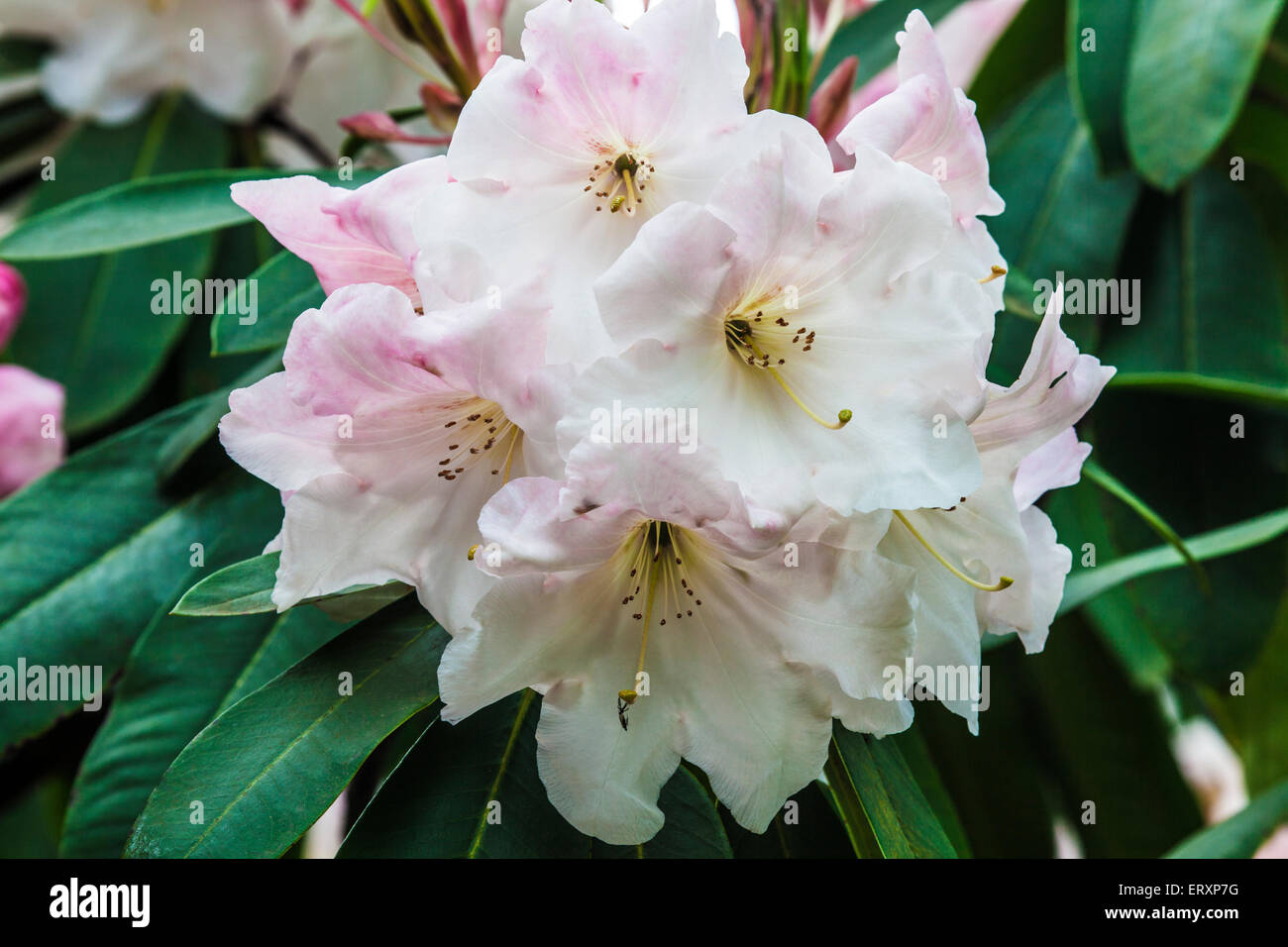 Rhododendron pink white flowers hi-res stock photography and images - Alamy