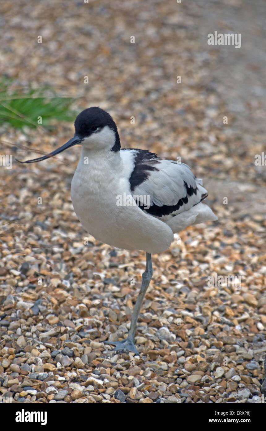 Pied Avocet, Recurvirostra Avosetta Africa, Asia, Europe Stock Photo ...