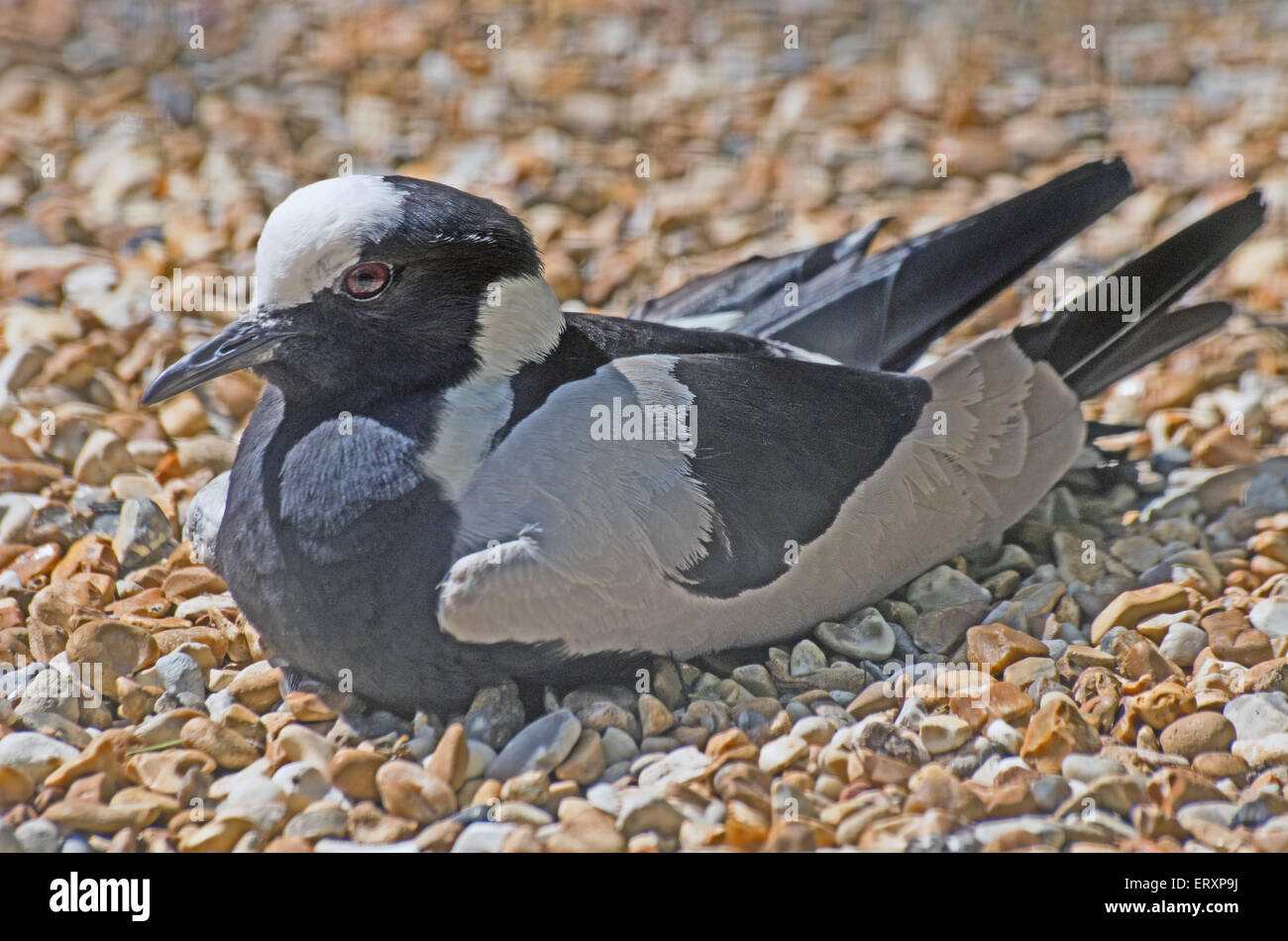 Blacksmith Plover Vanellus Armatus Africa Stock Photo - Alamy