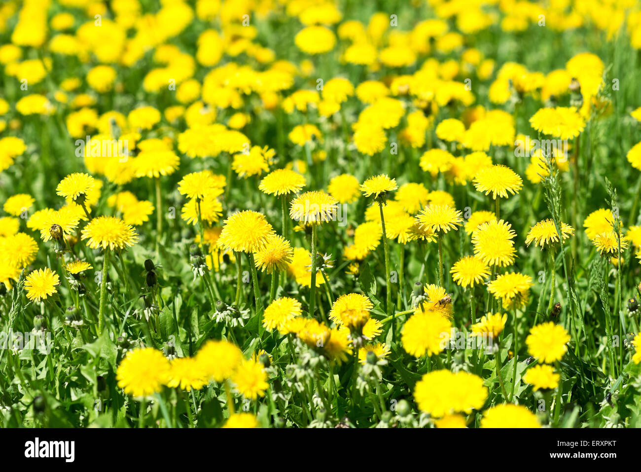 field of dandelions Stock Photo - Alamy