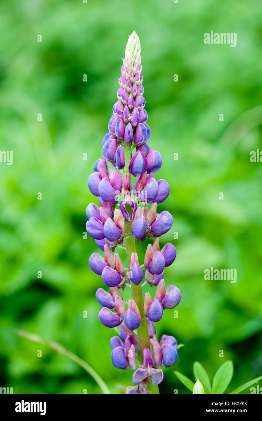 Garden lupin (Lupinus polyphyllus Stock Photo - Alamy