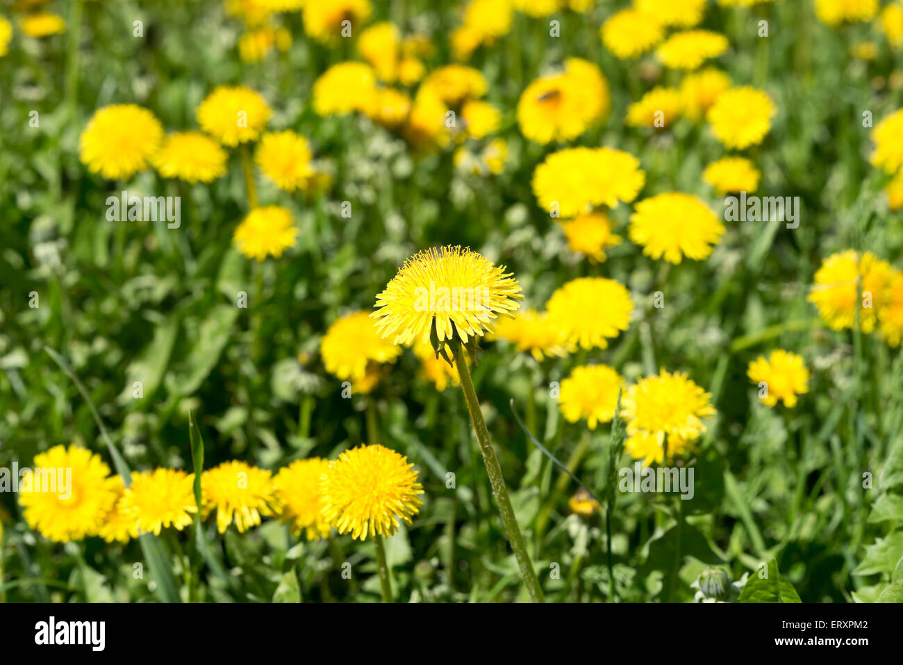 field of dandelions Stock Photo - Alamy