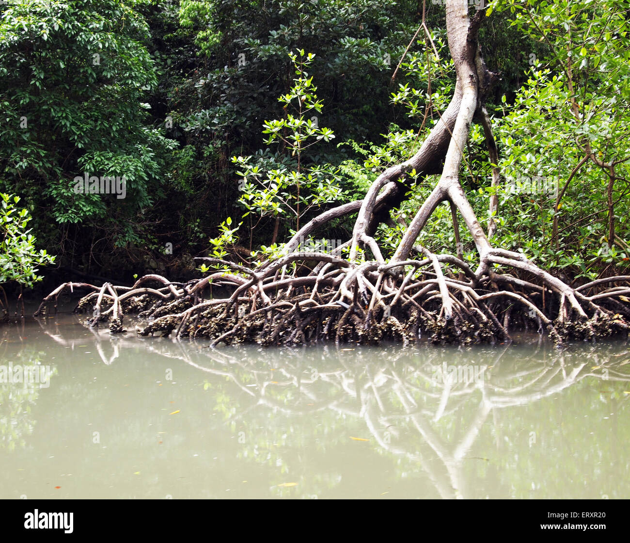 Mangrove root hi-res stock photography and images - Alamy