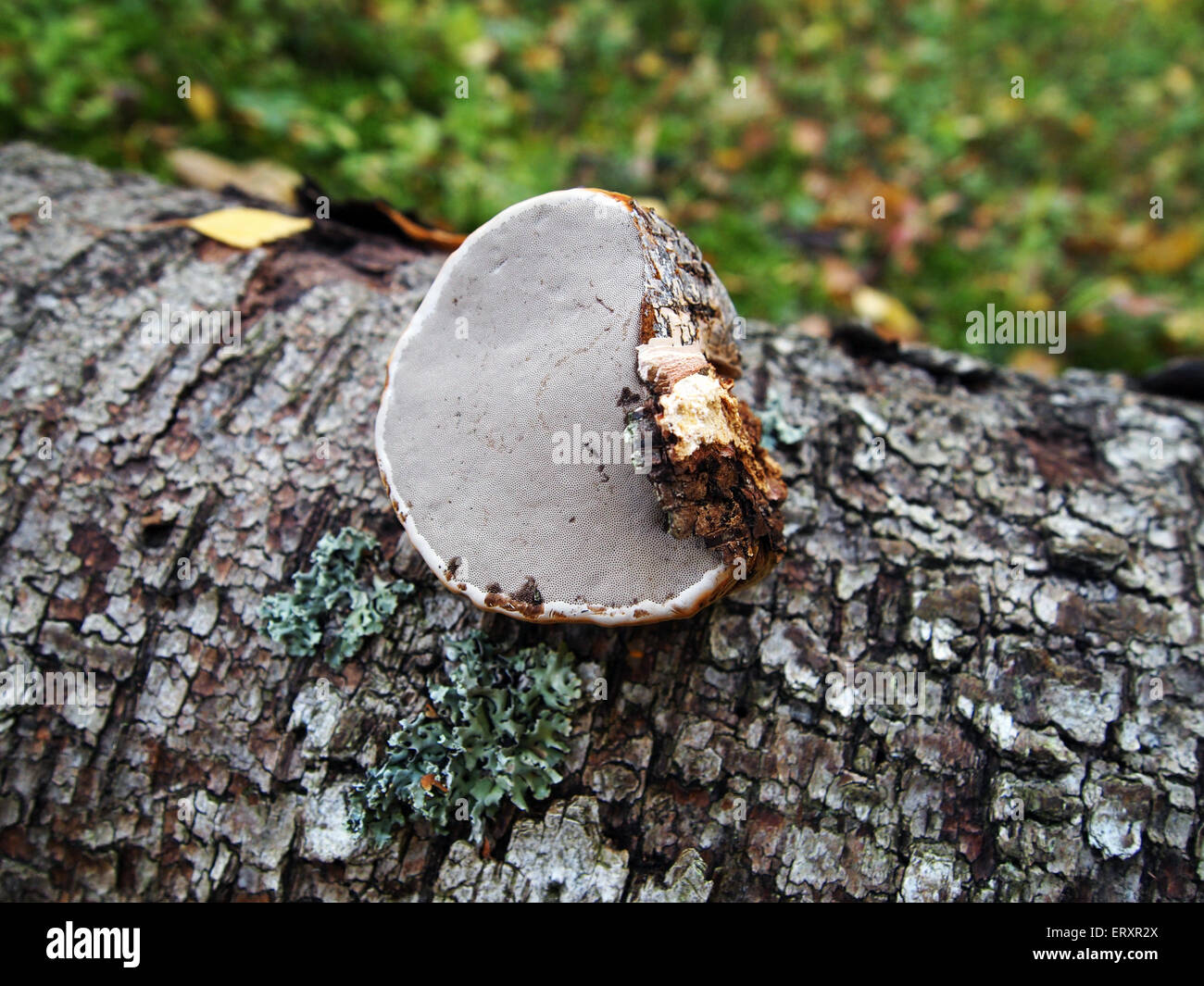 Mushroom tree hi-res stock photography and images - Alamy