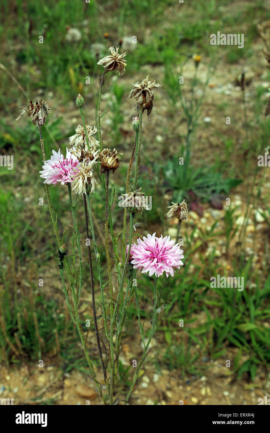 pink centaurea cyanus - wild flowers Stock Photo - Alamy