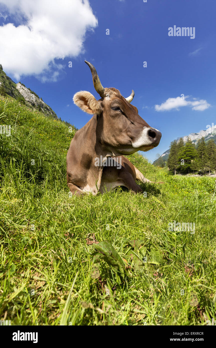 A beautiful dairy cow taking a break Stock Photo - Alamy