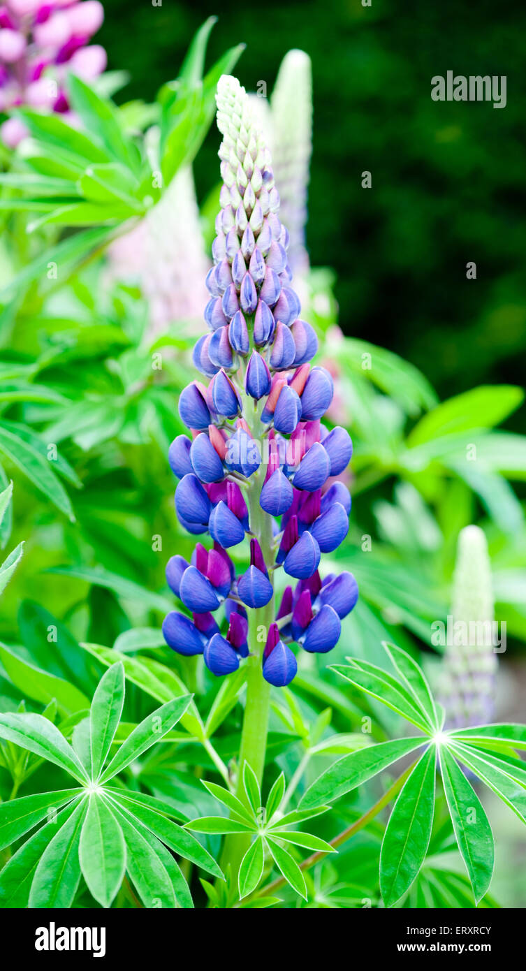 Garden lupin (Lupinus polyphyllus Stock Photo - Alamy