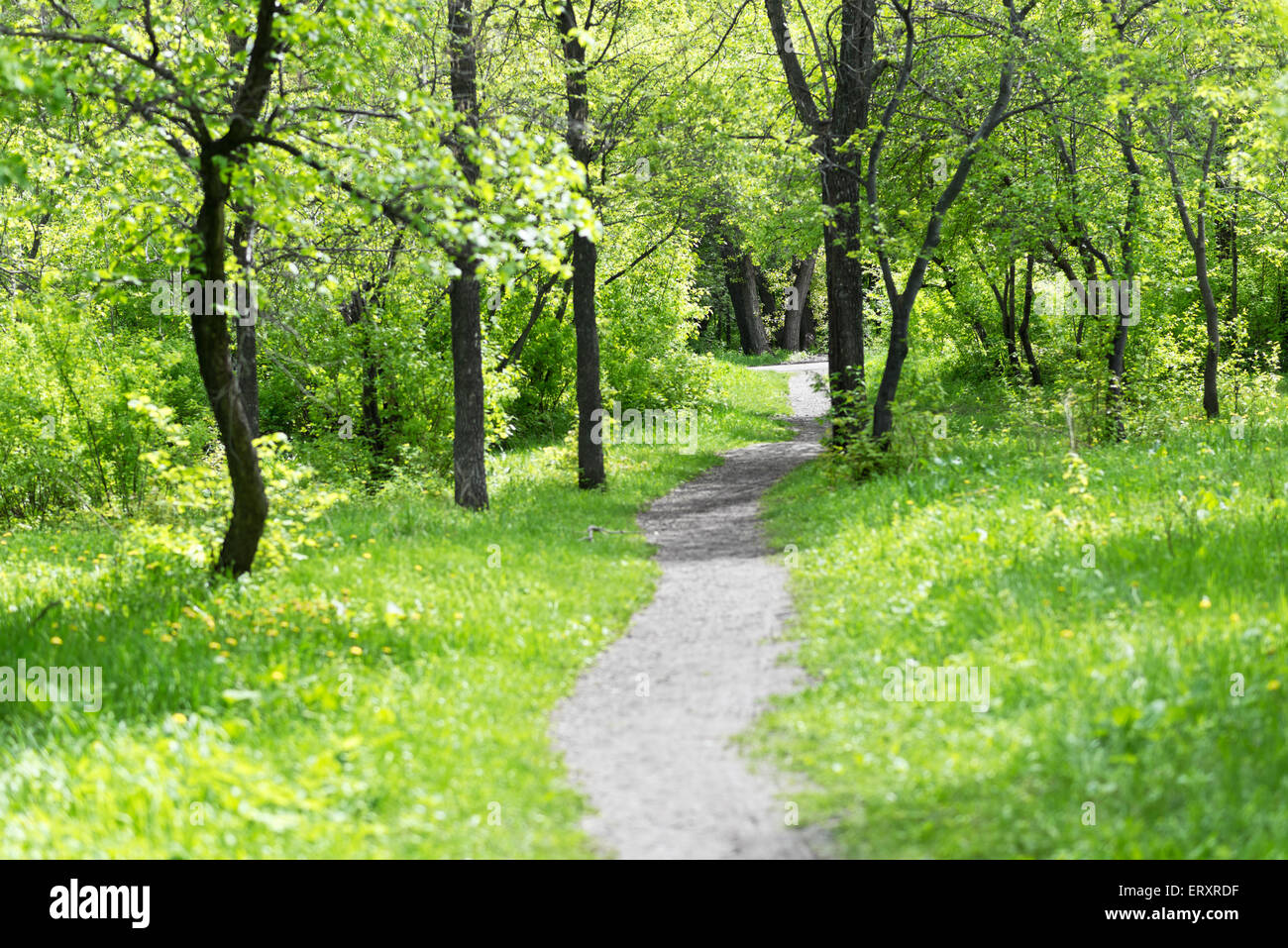 path in the spring park Stock Photo - Alamy