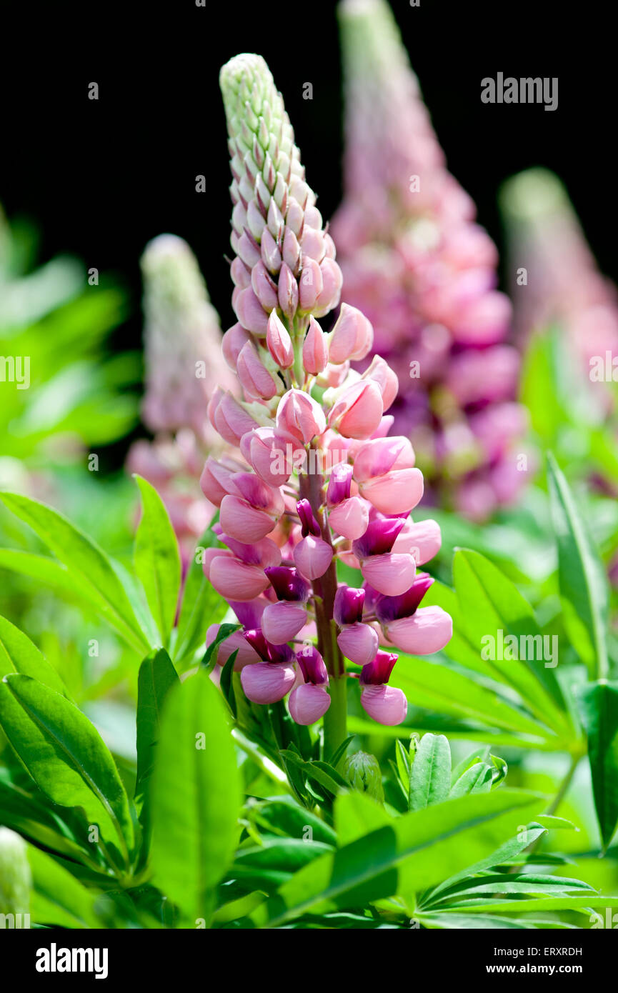 Garden lupin (Lupinus polyphyllus Stock Photo - Alamy