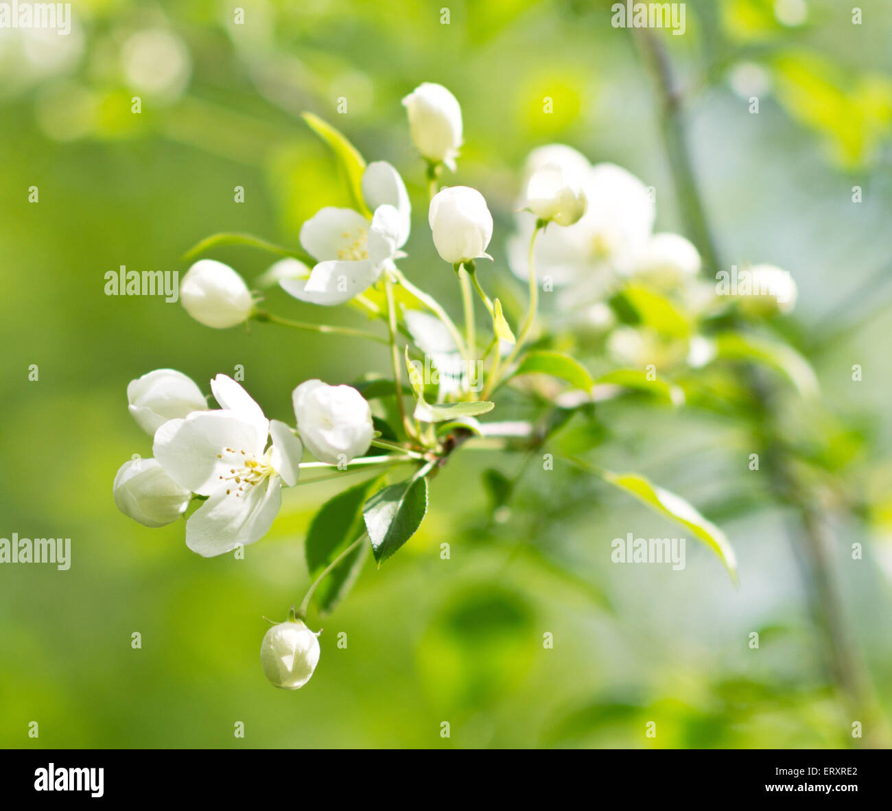Spring apple blossom hi-res stock photography and images - Alamy