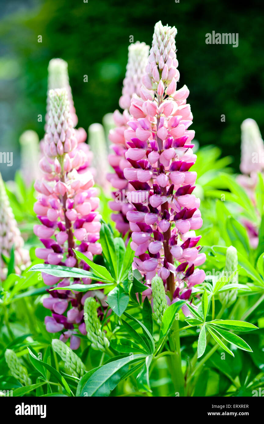 Garden lupin (Lupinus polyphyllus Stock Photo - Alamy