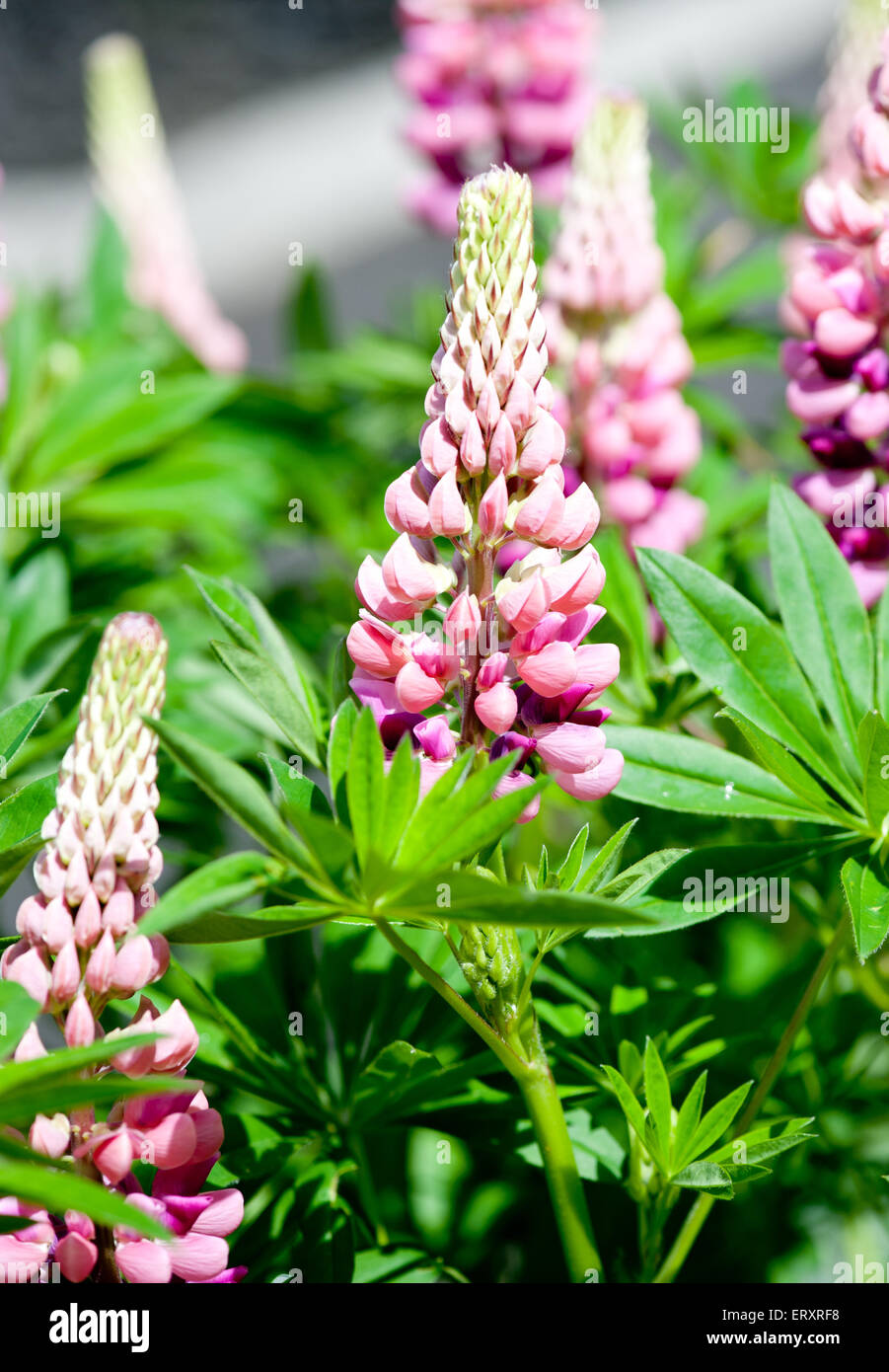 Garden lupin (Lupinus polyphyllus Stock Photo - Alamy