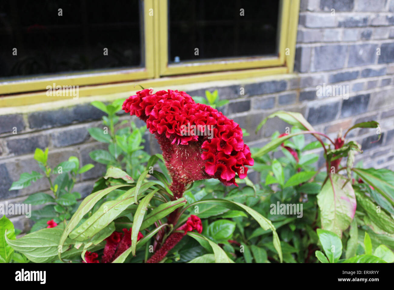 red cockscomb flower Stock Photo - Alamy