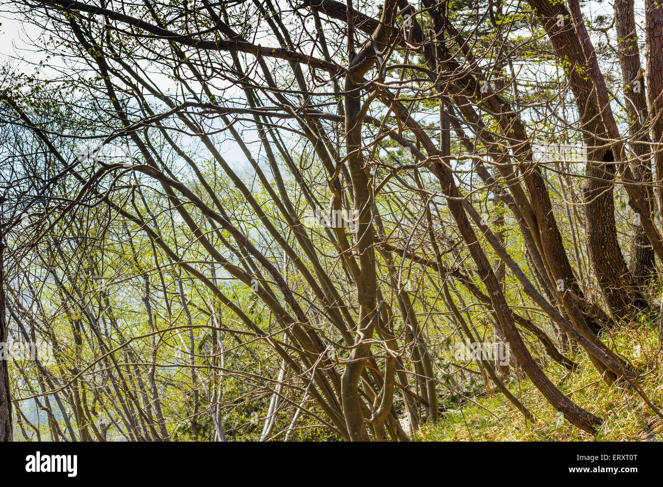 crossed branches of trees in the countryside of Romagna Italy Stock ...