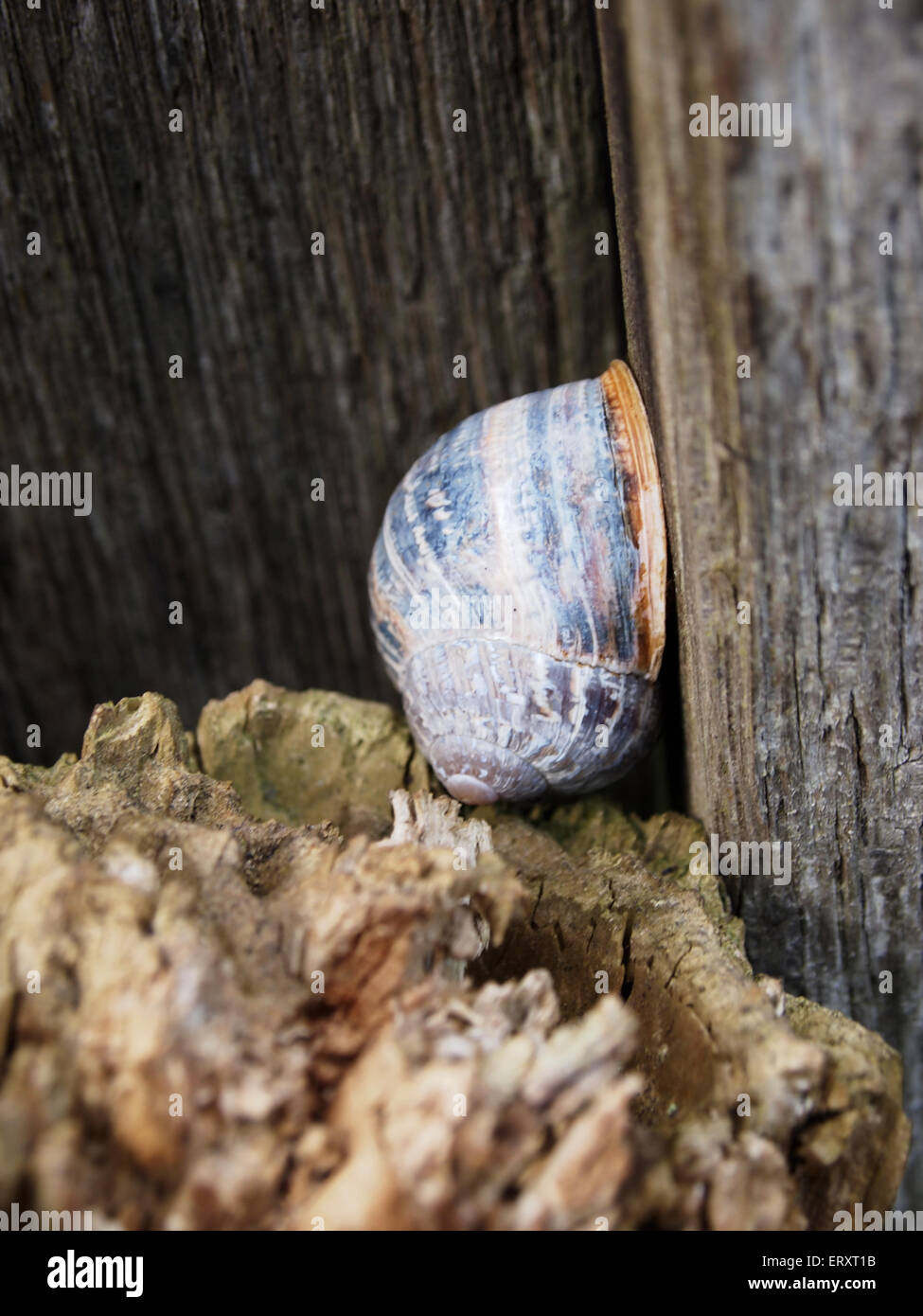 snail hiding in crevice of wood Stock Photo - Alamy