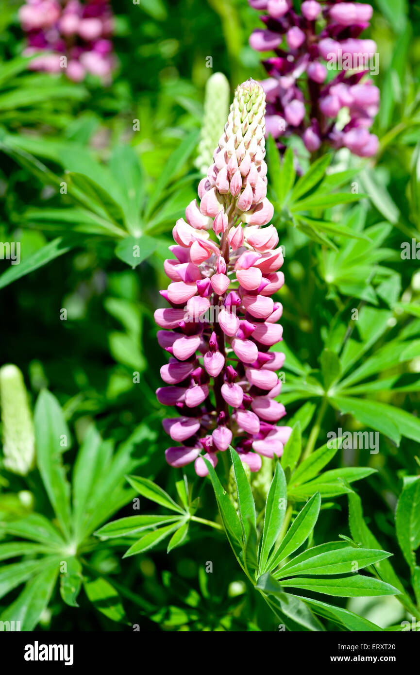Garden lupin (Lupinus polyphyllus Stock Photo - Alamy