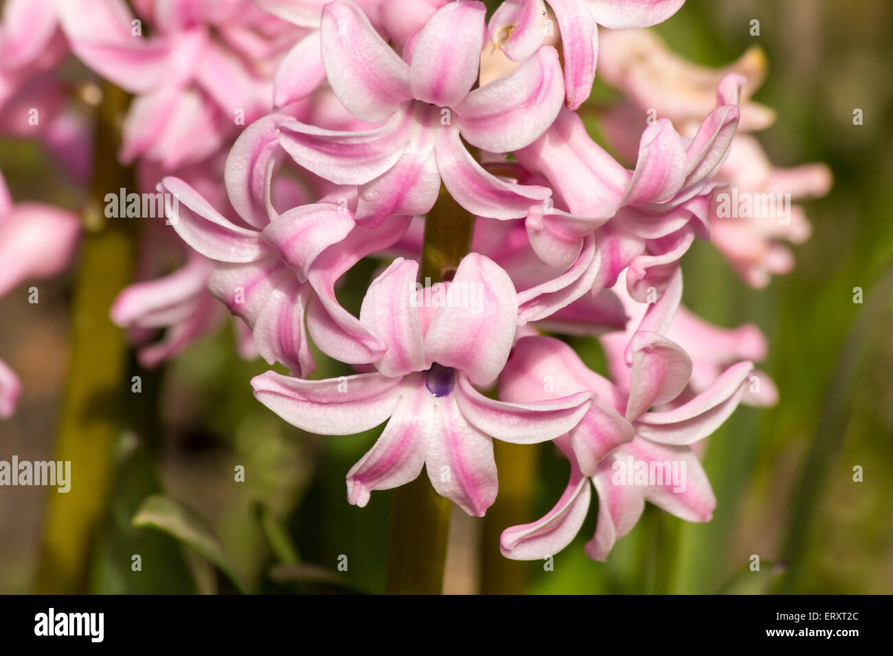 Pink and White Hyacinth (Hyacinthus orientalis Fondant) Blossoming in Spring Stock Photo - Alamy