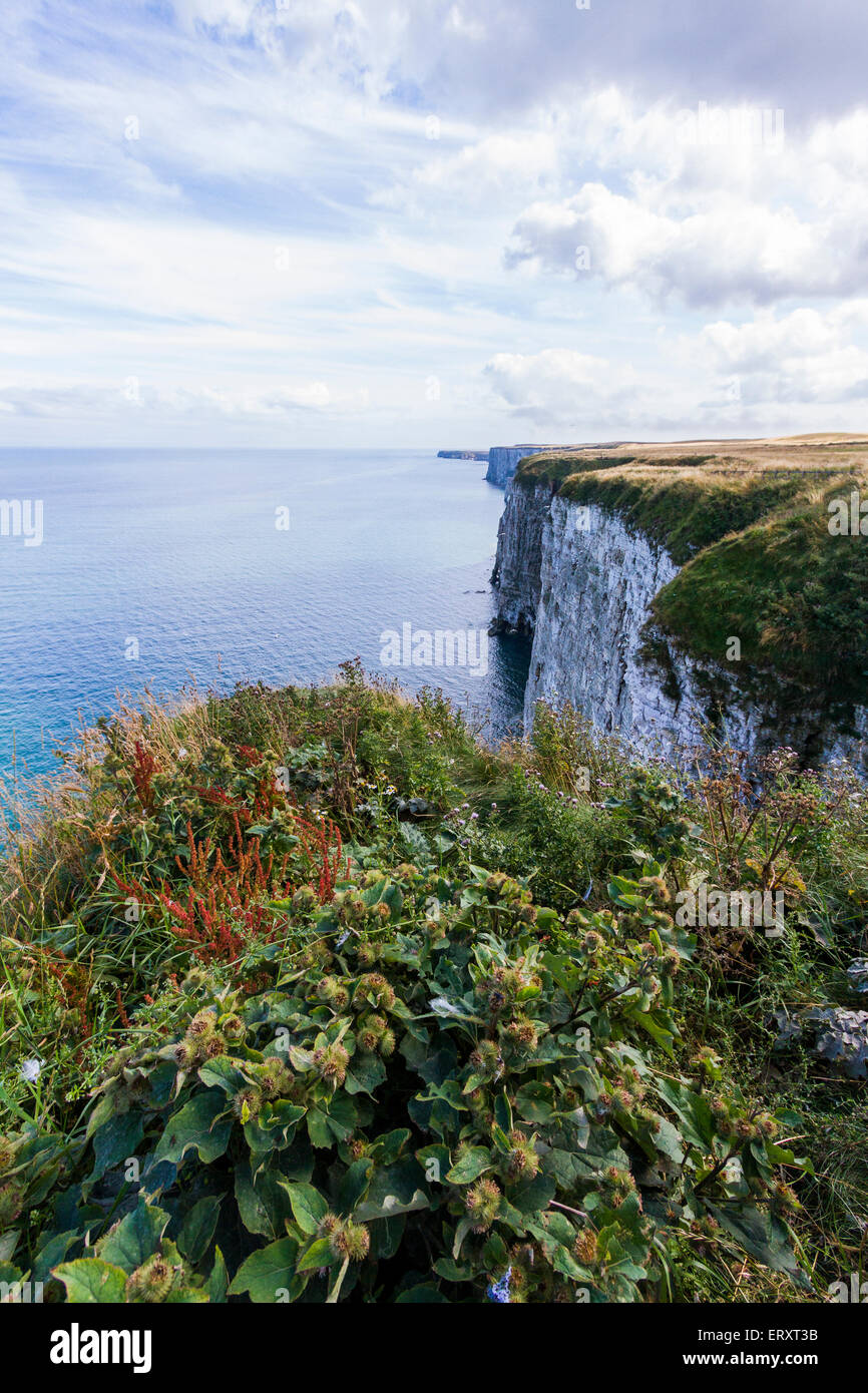 English countryside view at Bempton Cliffs Stock Photo - Alamy