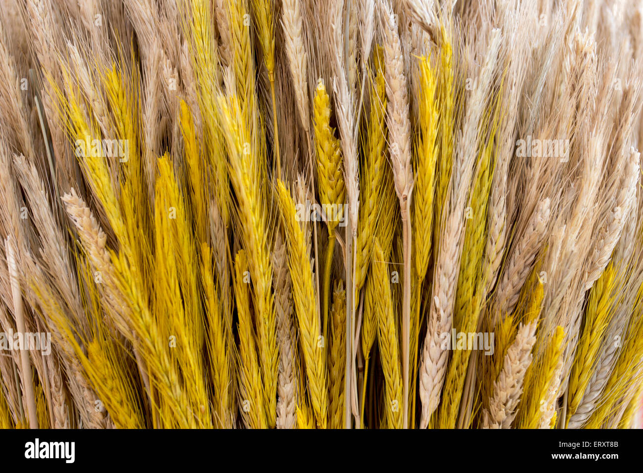 Ripe and green wheat as background Stock Photo - Alamy