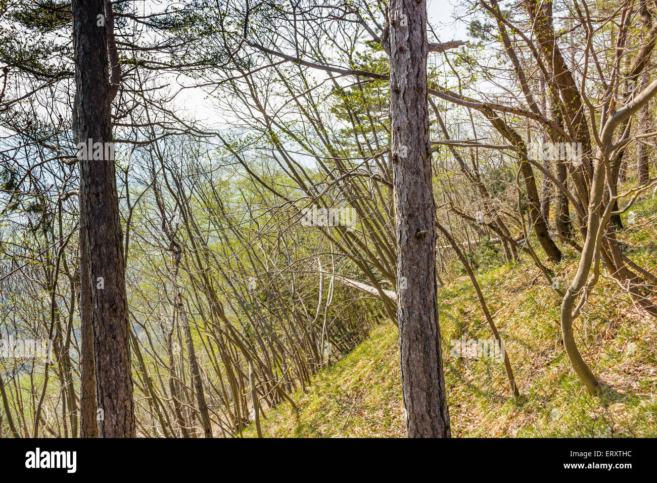 crossed branches of trees in the countryside of Romagna Italy Stock ...