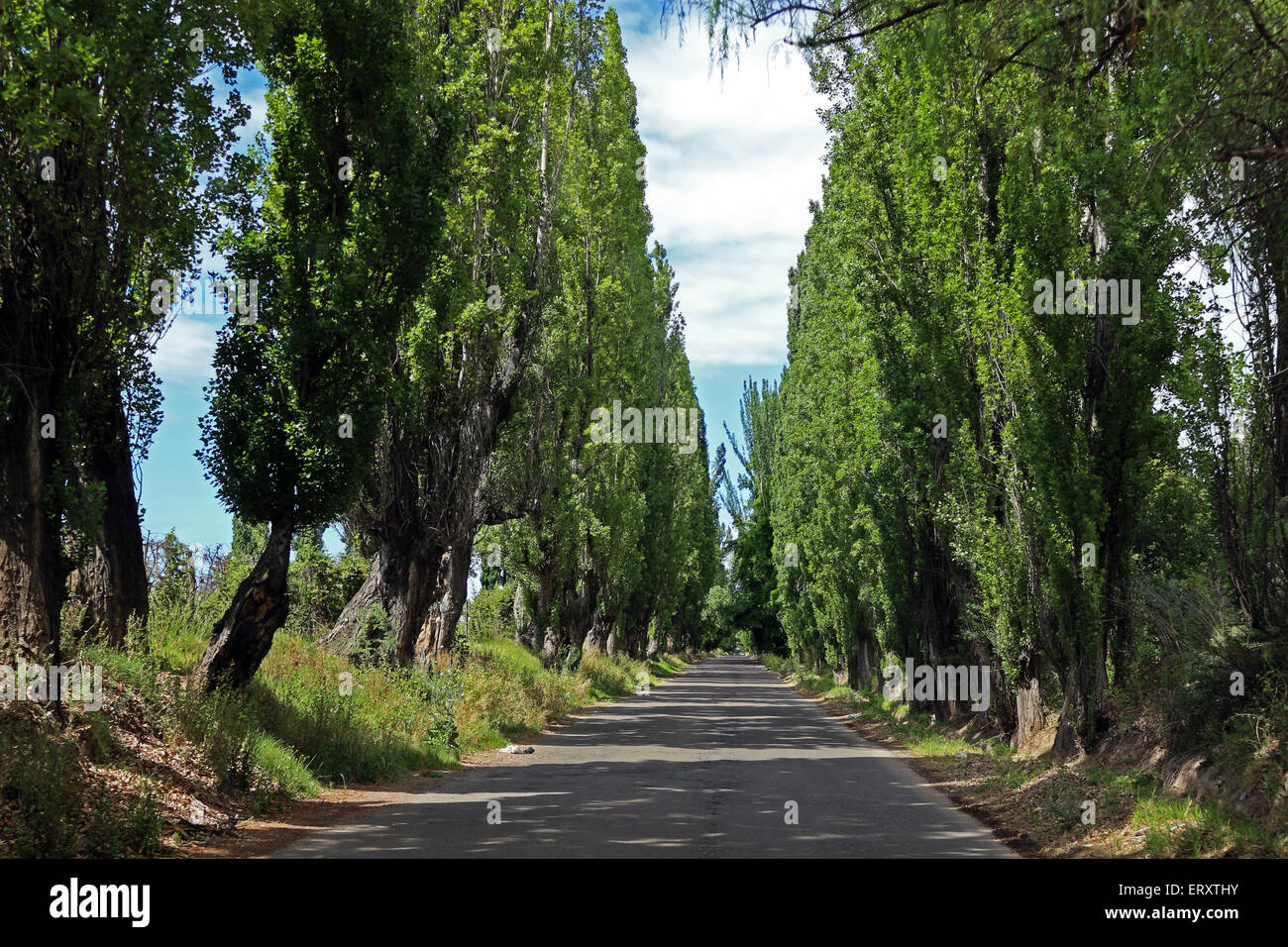 Tree and road hi-res stock photography and images - Alamy