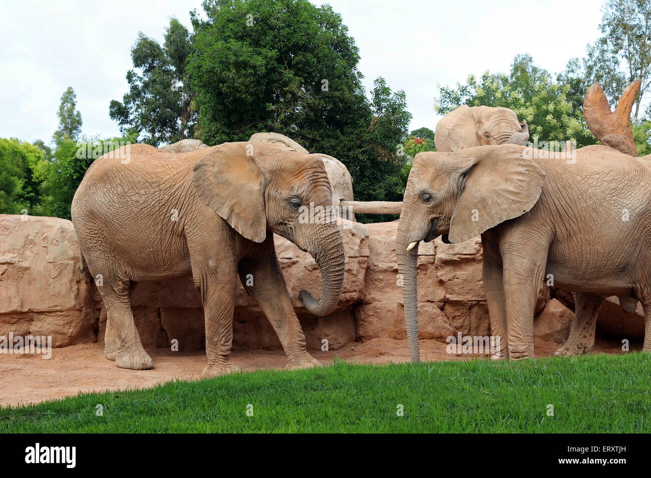 Mammals elephants hi-res stock photography and images - Alamy