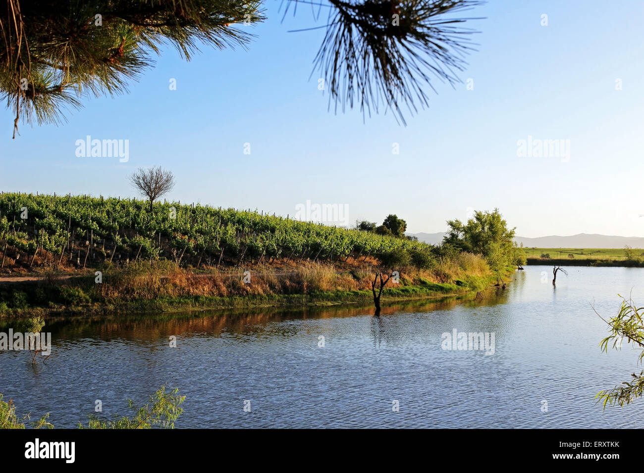 Vineyard and water hi-res stock photography and images - Alamy