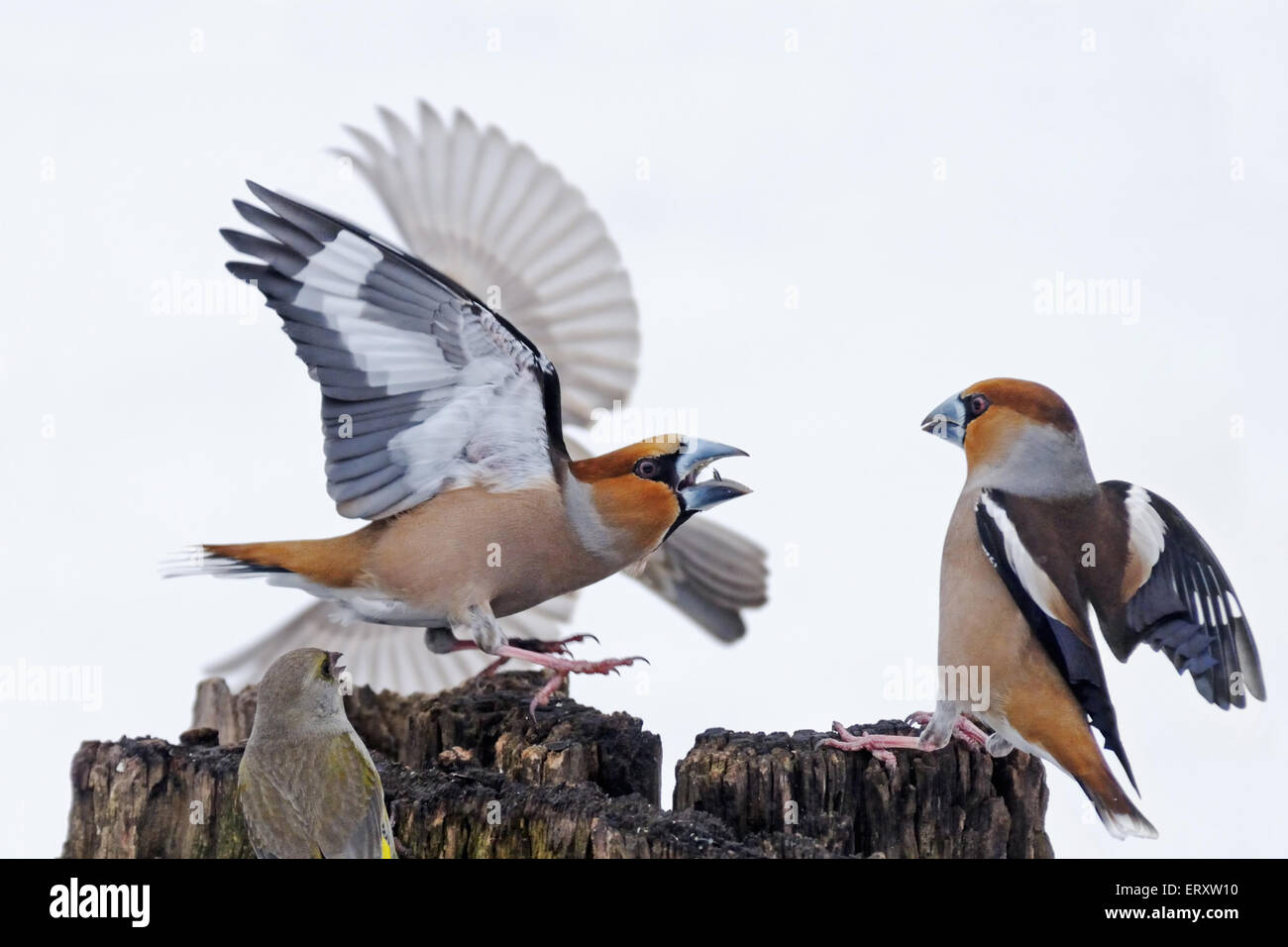 Passerine battle. Hawfinches fighting at the feeder Stock Photo - Alamy