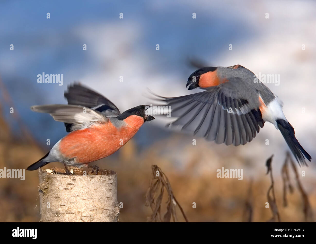 Passerine High Resolution Stock Photography and Images - Alamy