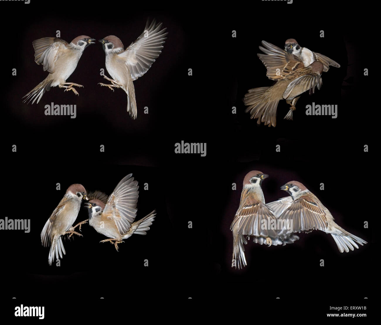 Four tree sparrows hi-res stock photography and images - Alamy